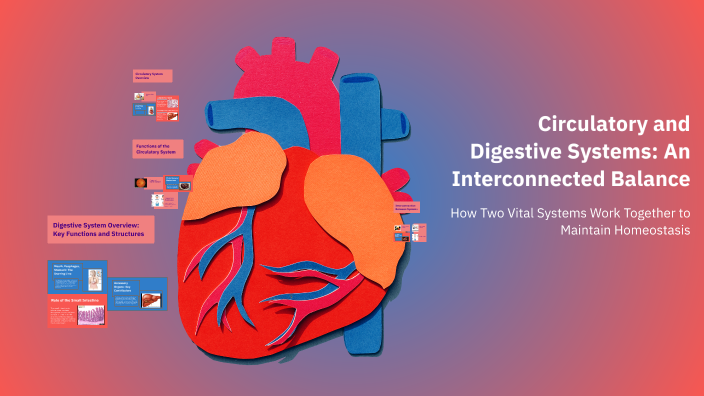 Circulatory and Digestive Systems: An Interconnected Balance by Melissa ...