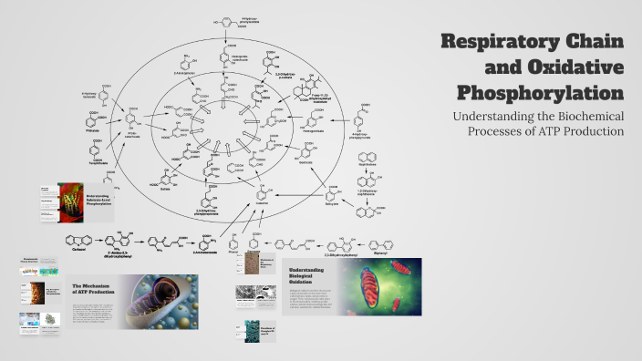 Respiratory Chain and Oxidative Phosphorylation by Ziad Rabie on Prezi