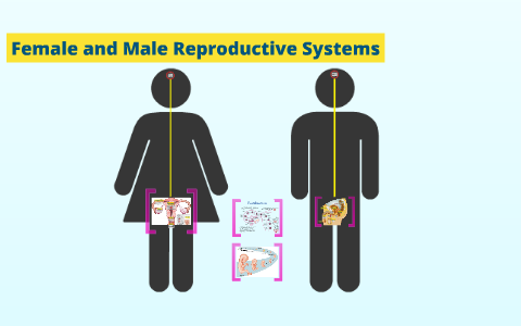 Female and Male Reproductive Systems by Betsy Herrman on Prezi