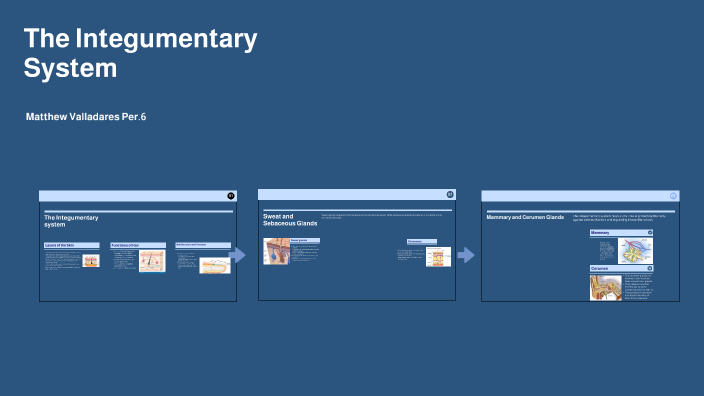 The Integumentary System by Matthew Valladares on Prezi