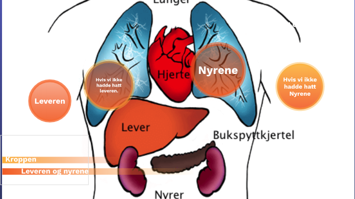 Leveren og nyrene. by Sigurd Evensen on Prezi
