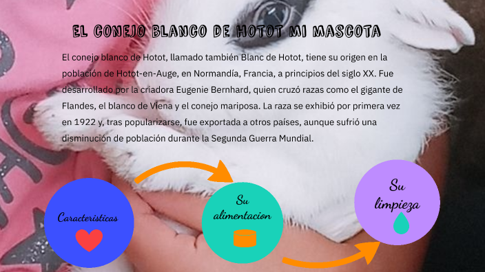 El conejo blanco de hotot mi mascota by Libia Parodi on Prezi