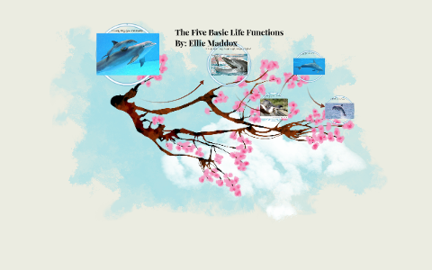 The Five Basic Life Functions by REBECCA BAGGETT on Prezi