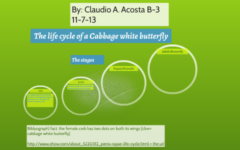 The life cycle of a Cabbage white butterfly by Claudio Acosta on Prezi