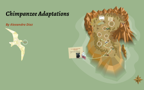 Chimpanzee Adaptations by A D on Prezi