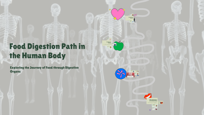 Food Digestion Path in the Human Body by Tillie Keller on Prezi