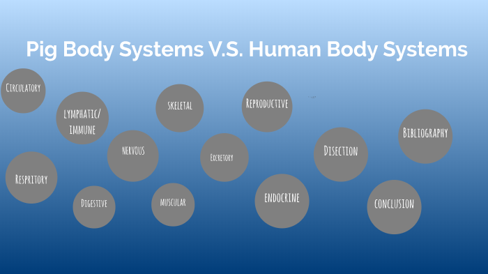 Pig body systems vs human body systems by Grayson Hutchinson on Prezi
