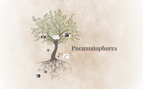 Pneumatophores by Valerie Case on Prezi