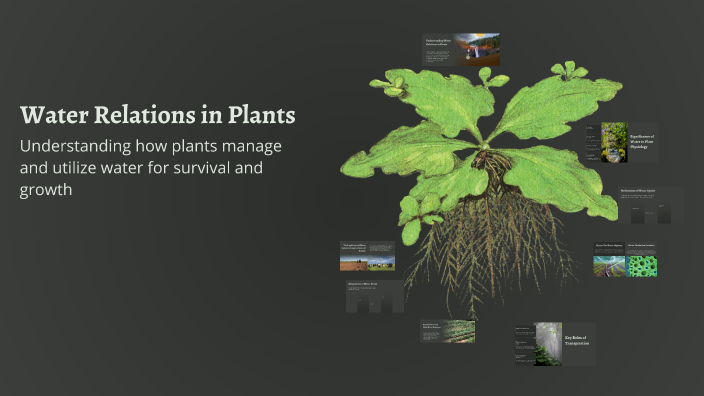 Water Relations in Plants by Zaiba Baloch on Prezi