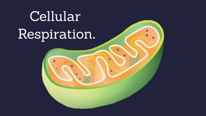 Cellular Respiration Project by Quintan Ricks on Prezi