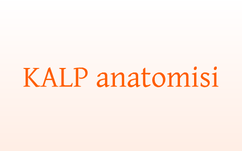 Kalp anatomisi by Samil SEFERGIL on Prezi