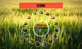 Zebra Project by Michael Zampikos on Prezi