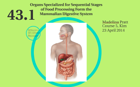 Organs Specialized for Sequential Stages of Food Processing by Madelina ...