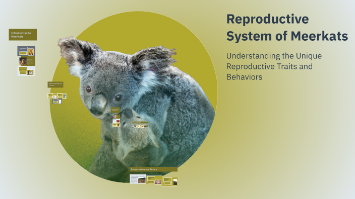 Reproductive System of Meerkats by Bentley Cook on Prezi