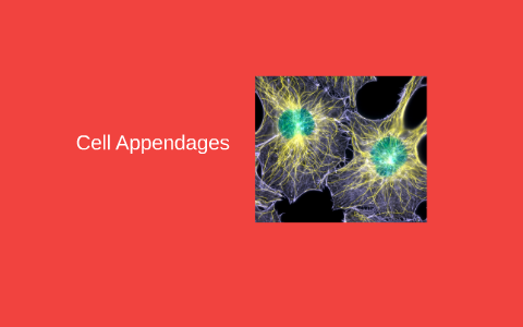 Cell Appendages by Nicolas Alvarez on Prezi