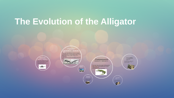 Evolution of Alligators By Athena and Josh by on Prezi