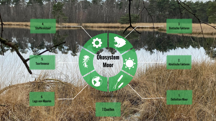 Ökosystem Moor by Mia Müller on Prezi