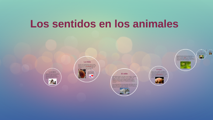 Los sentidos en los animales by yeseniaguez rodriguez on Prezi