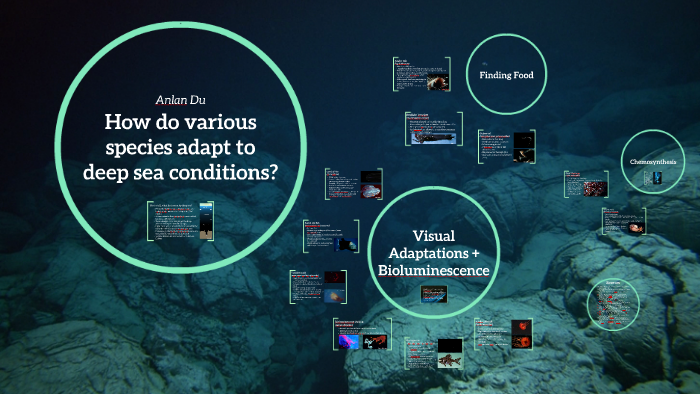 Deep-Sea Marine Biology - Passion Project by Anlan Du