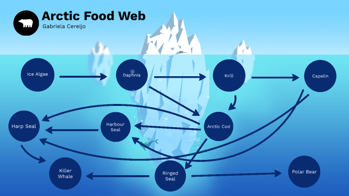 Arctic Food Web - GC by Gabriela Cereijo on Prezi