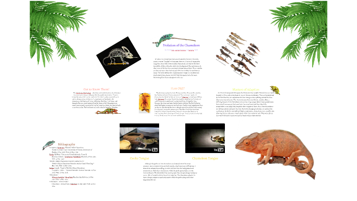 Evolution of the Chameleon by Ananya Somana on Prezi
