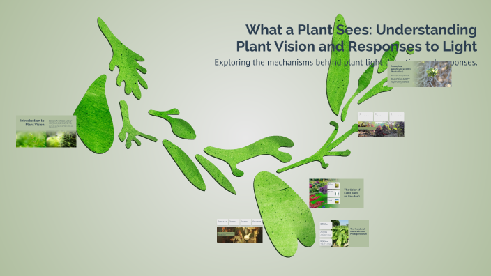 What a Plant Sees: Understanding Plant Vision and Responses to Light by ...