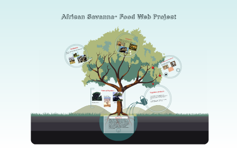 African Savannah- Food Web Project by eduardo elizondo on Prezi
