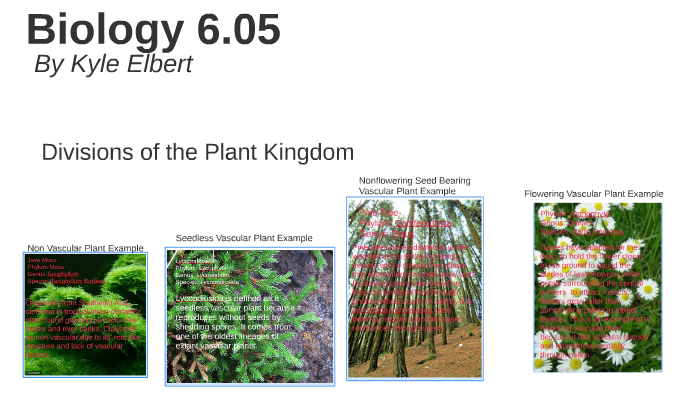 Divisions of the Plant Kingdom by Kyle Elbert on Prezi