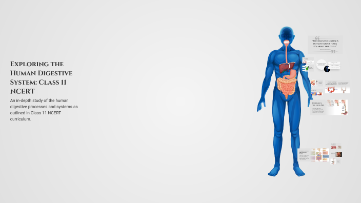 Exploring the Human Digestive System: Class 11 NCERT by Pustak Pro on Prezi