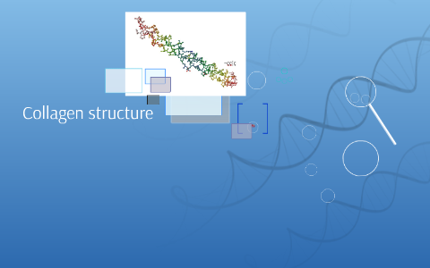 Collagen structure by jonas oliveira on Prezi