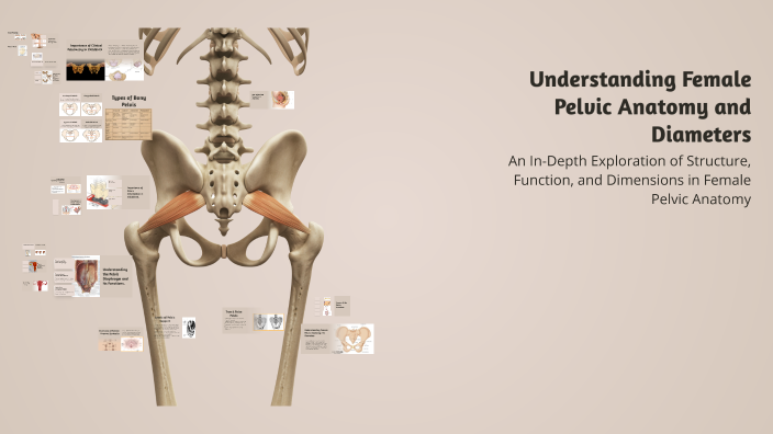 Understanding Female Pelvic Anatomy And Diameters By S J On Prezi