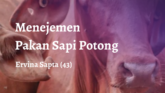 Menejemen Pakan Sapi Potong Di PT. Indo Prima Beef by ervina tyas on Prezi