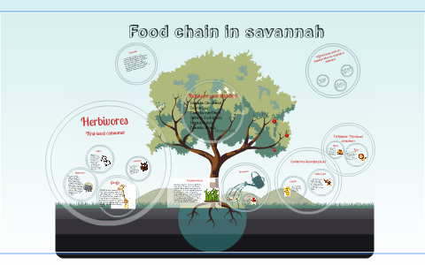Food chain in savannah by Daniela Cardenas on Prezi
