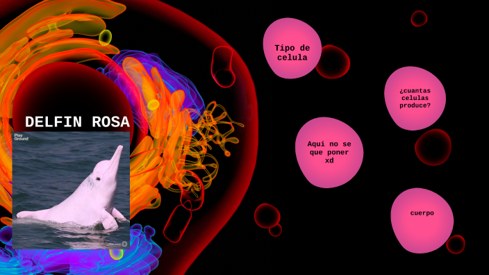 delfin rosa by erick guerra on Prezi