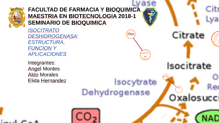 ISOCITRATO DESHIDROGENASA: ESTRUCTURA, FUNCION Y APLICACIONES by Elida ...