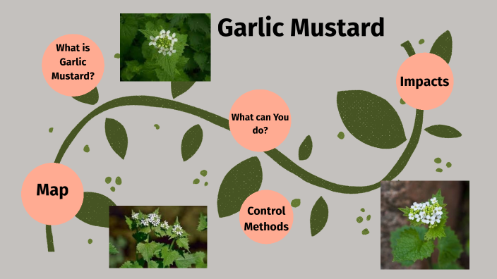Invasive Plant Of Garlic Mustard by Maria Marsh on Prezi