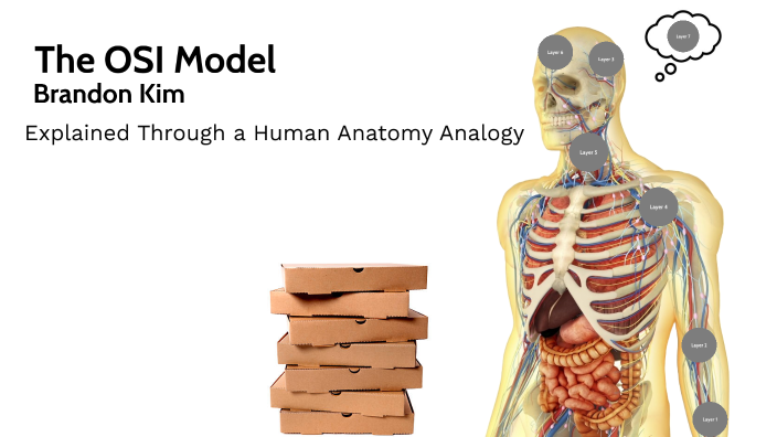 A Human Body OSI Model by Brandon Kim on Prezi