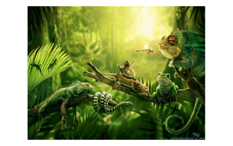 Tropical Rainforest Biome by Allison Fitzhugh