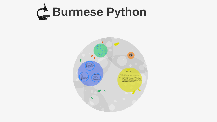 Burmese Python by hope steen on Prezi