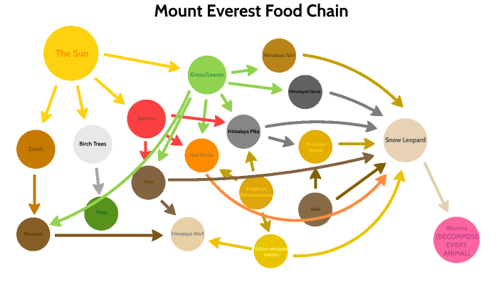 Mount Everest Food Chain by Samuel Jiang on Prezi