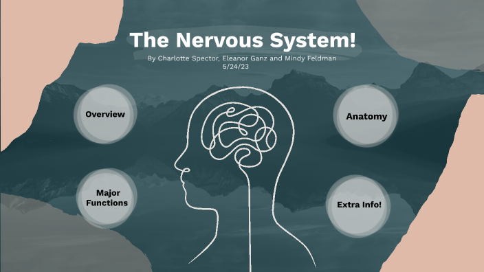 Nervous System Project Presentation by Charlotte Spector on Prezi