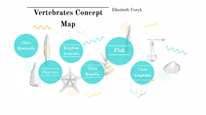 Vertebrate Concept Map Assignment by Elizabeth Furyk on Prezi