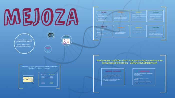 MEJOZA by Katarina Cvetko on Prezi