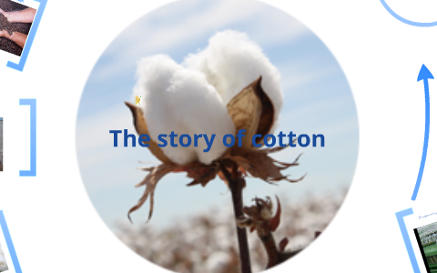 Visual Story of Cotton by Sophie Davidson on Prezi