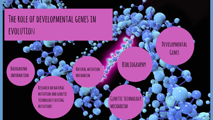 The role of developmental genes in evolution by Ellie Piddington on Prezi