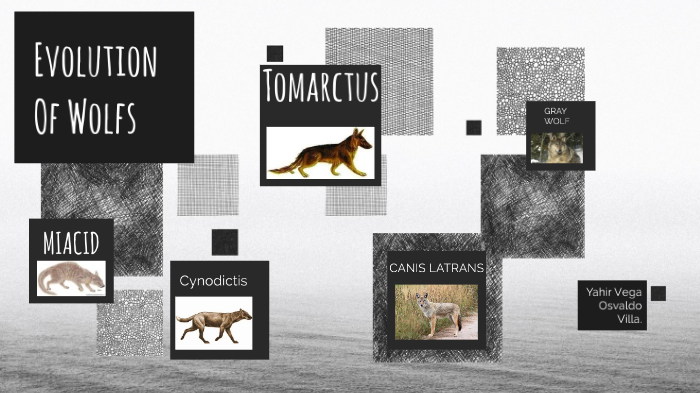 Evolution of Wolf by yahir vega