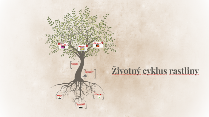 Životný cyklus rastliny by Sophia 1 on Prezi