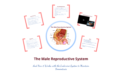How The Endocrine System and The Male Reproductive System Work Together ...