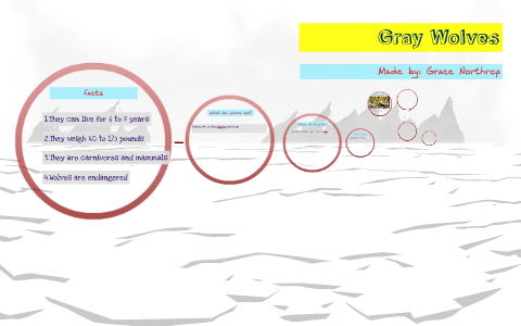 Gray Wolves by grace northrop on Prezi
