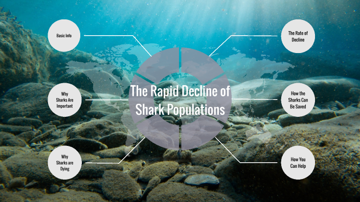 The Decline of Shark Populations by ALAINA STILL on Prezi